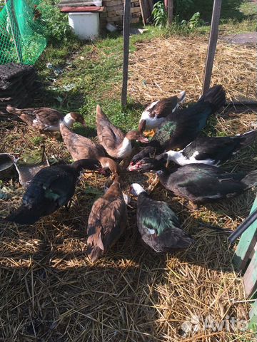 Индоутки живые и на мясо