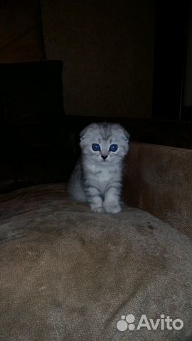 Метисы вислоухих шотландских котят