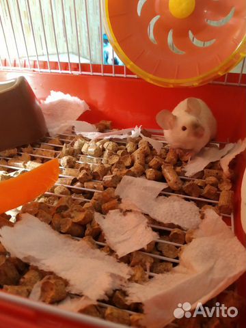 Декоративная мышь