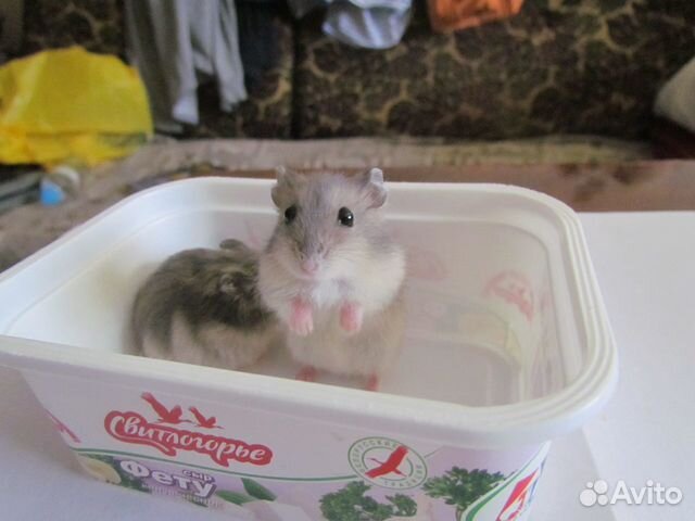 Джунгарские хомяки