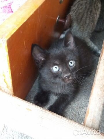 Милые тигрятки