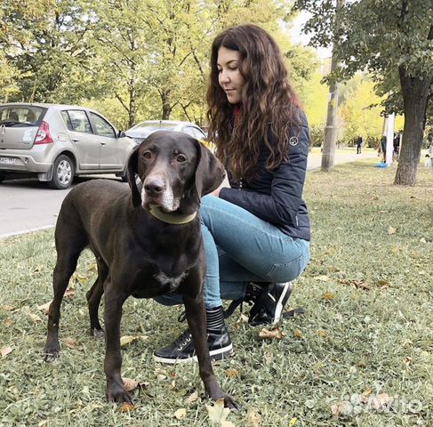 Собака Курцхаар 7 лет