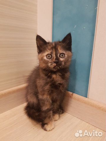Котдевочка