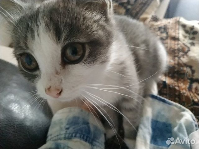 Отдам котенка в хорошие руки