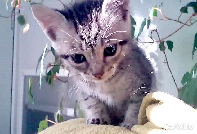 Котята Севастополь. Девочка Снежный Барс