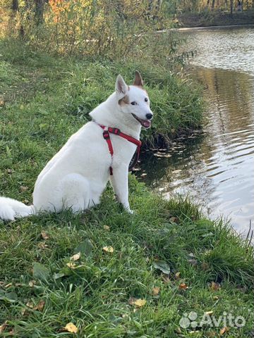 Лаечка в самые добрые руки