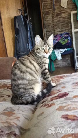 Кошечка