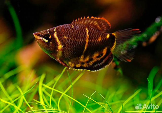 Рыбки гурами шоколадный