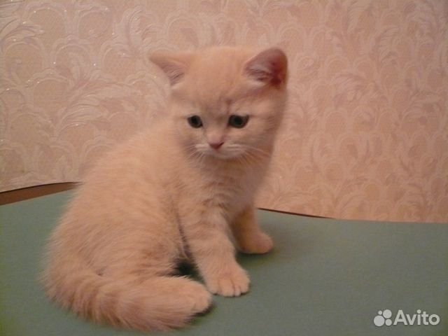 Самая веселая и ласковая девочка 2,5 мес