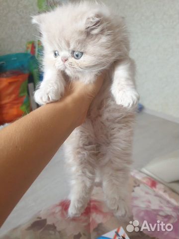 Котята персидские