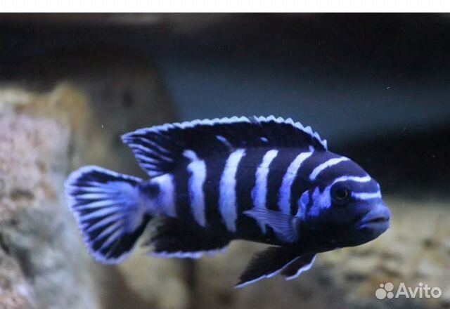 Продаются Цихлиды Демасони и Еллоу: стая малька