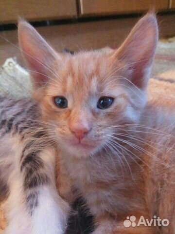 Котенок от мамы мэйнкуна