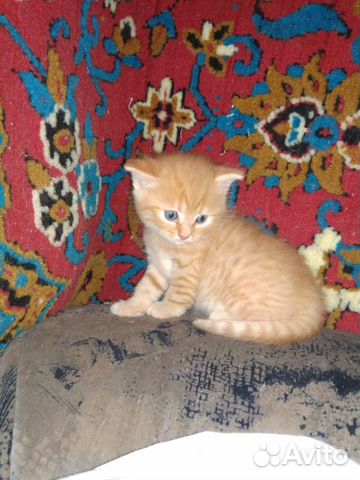Котёнок 1.5 месяца