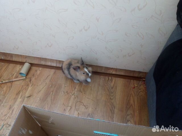 Кролик домашний 7 мес