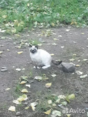 Малышка ищет дом