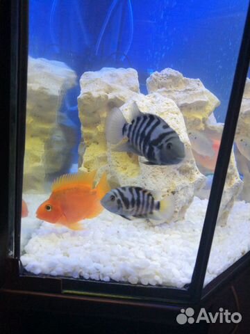 Рыба попугай