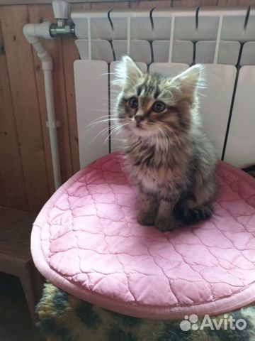 Котенок Тима возраст 2 мес в дар