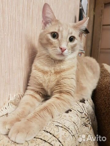 В добрые ответственные руки