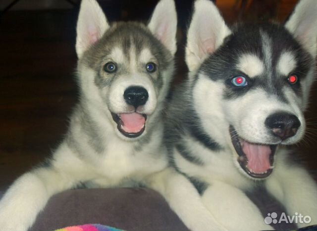 Очаровательные щенки породы Хаски