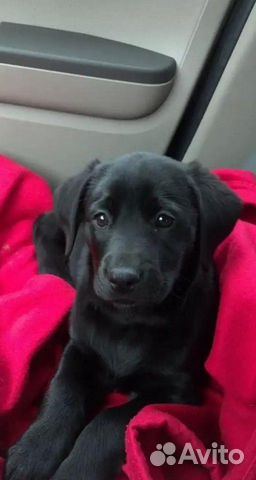 Щенки лабрадора