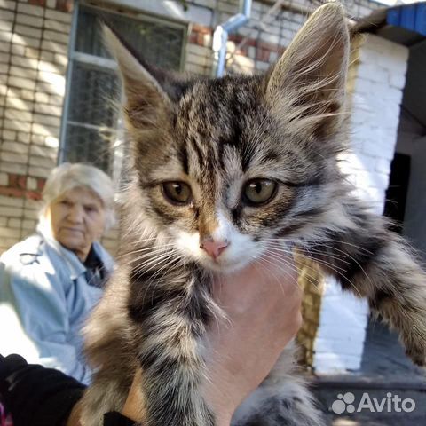 Котик, 2-3 месяца