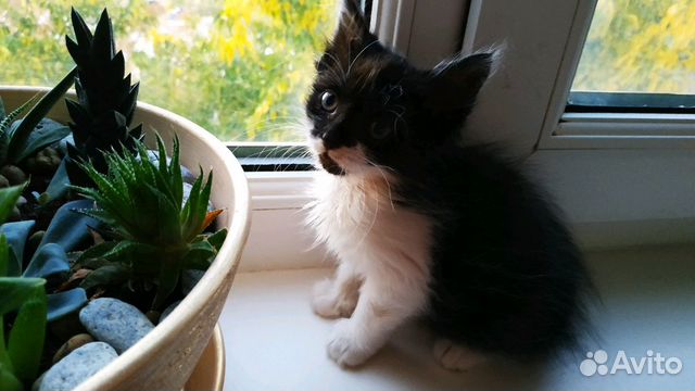 Шикарно-пушистое котодитё