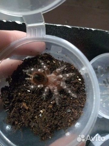 Паук-птицеед