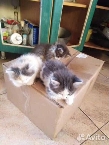 Котята-пушистики