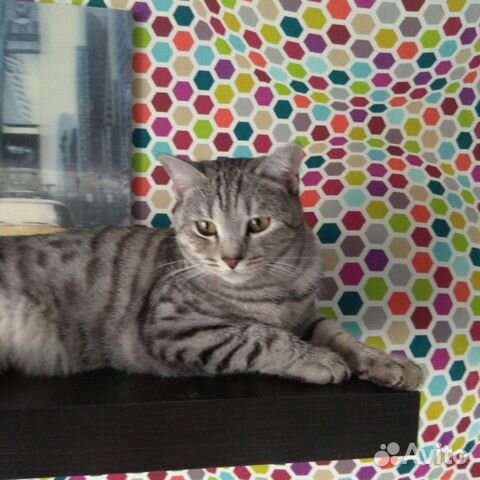 Кот (помесь Шотландской прямоухой)