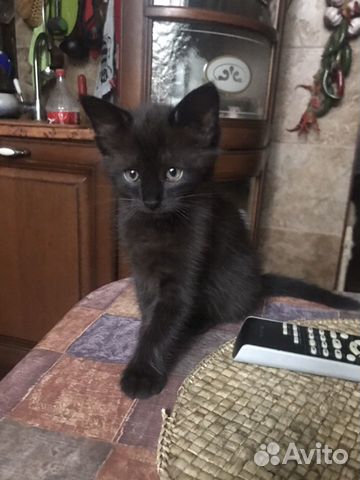 Шоколадный бурундучок