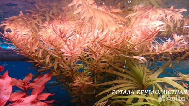 Роголистник и другие аквариумные растения