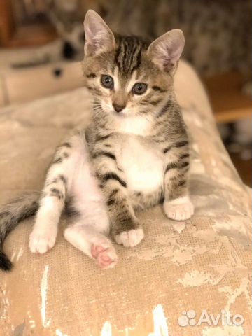 Котёнок Тигруша