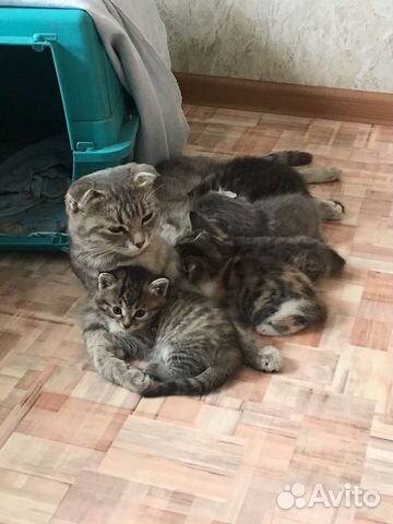 Британские Котята