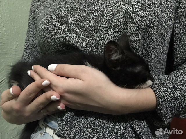 Котёнок