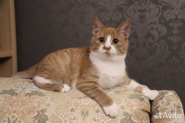 Бомбический котенок Лео в дар. 3,5 мес