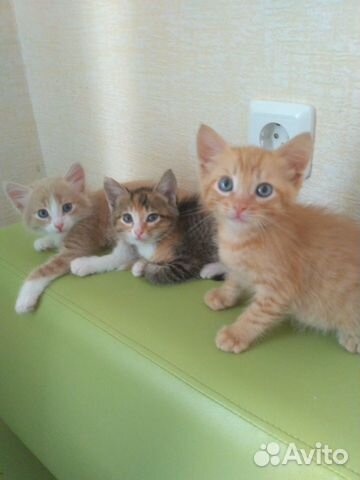 Умные красивые котята