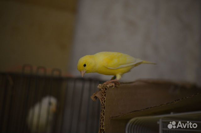 Канарейки