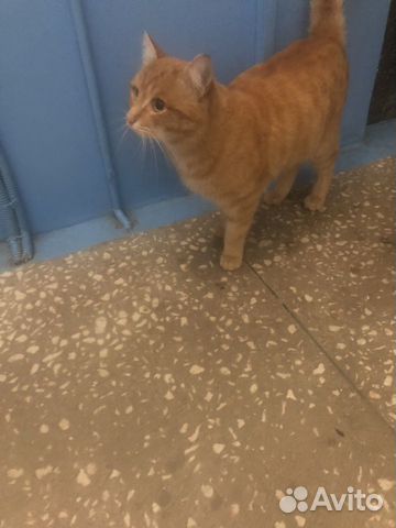 Найден кот Рыжий