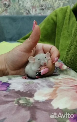 Крыска Дамбо