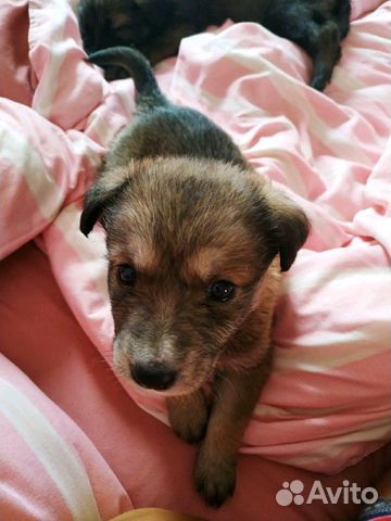 Маленькая Кнопочка ищет дом