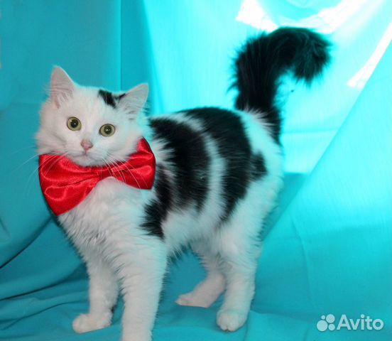 Котёнок Мальчик Сашенька