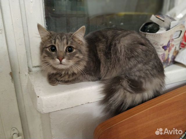 Котик ищет хозяев
