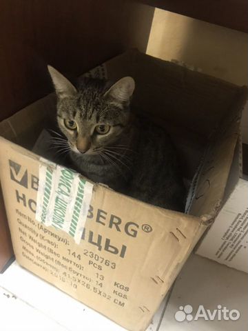 Кошка, около года, беременная