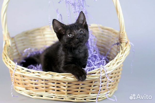 Котёнок чёрный мальчик 3 месяца