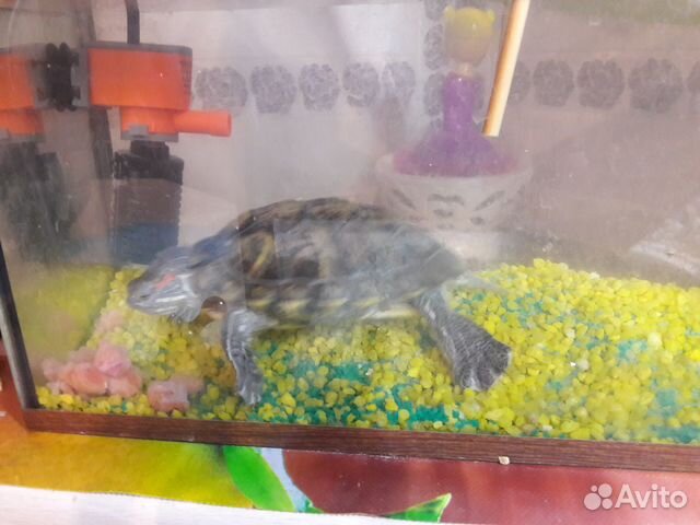 Красноухая черепаха