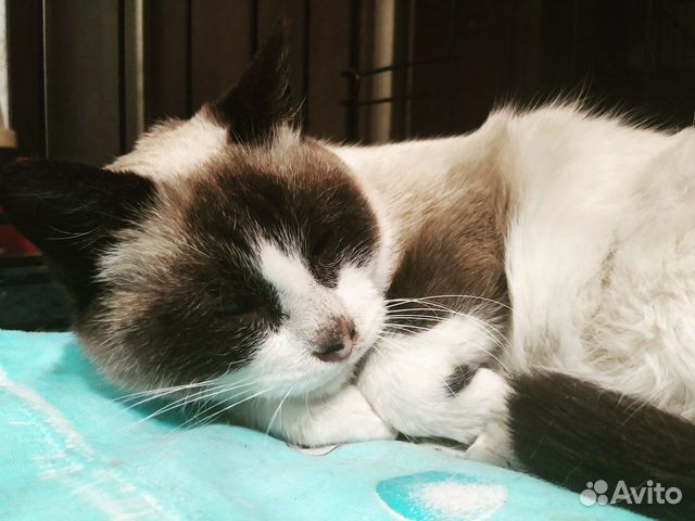 Кошечка даром