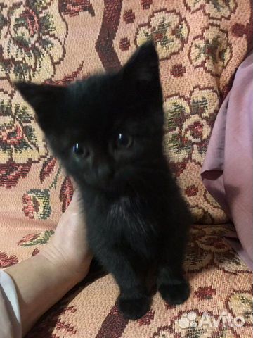 Черный котенок мальчик Мишка 3мес в дар