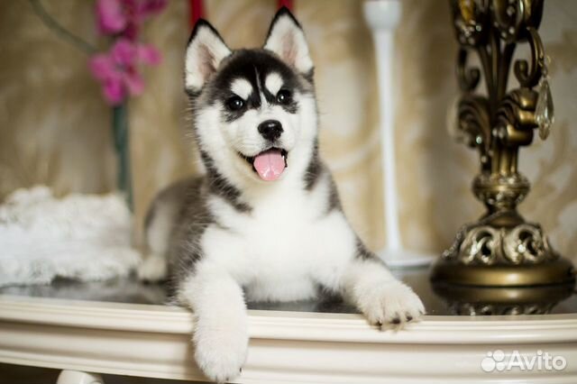 Щенки сибирской хаски
