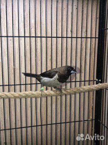 Японские амадины и амадины Гульда