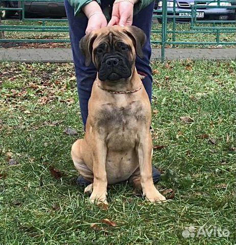 Шикарная девочка Бульмастифа